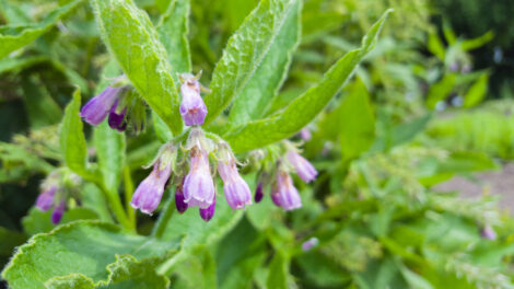 Identifying Comfreys - Mother Earth Living